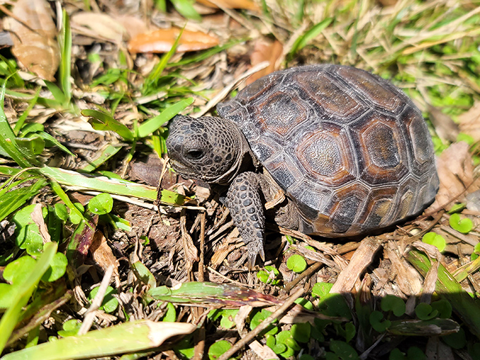 Florida's tiny tank on the move. This young gopher tortoise represents a keystone species whose burrows provide shelter for over 350 other creatures in the park.