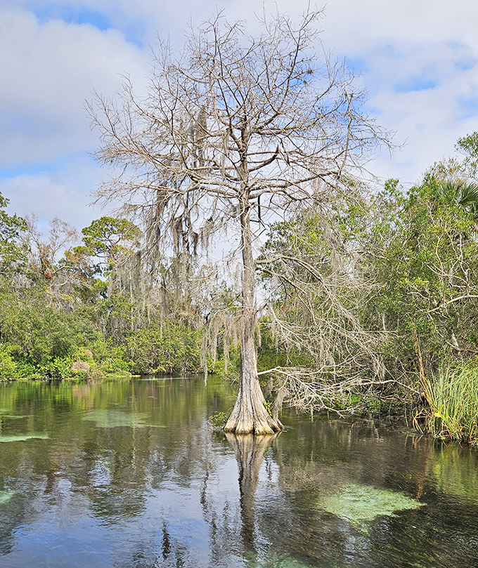 The bald cypress stands like a wise elder in the water, Spanish moss draped like nature's own interior decorator was at work.