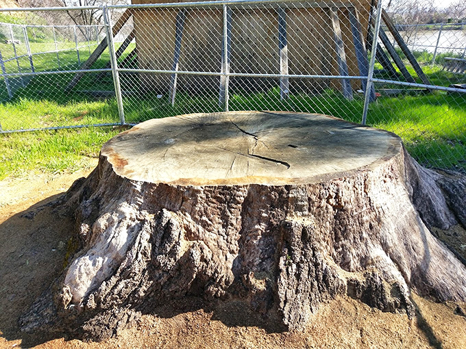 This massive tree stump serves as nature's monument, a silent witness to centuries of California history now preserved behind chain link.