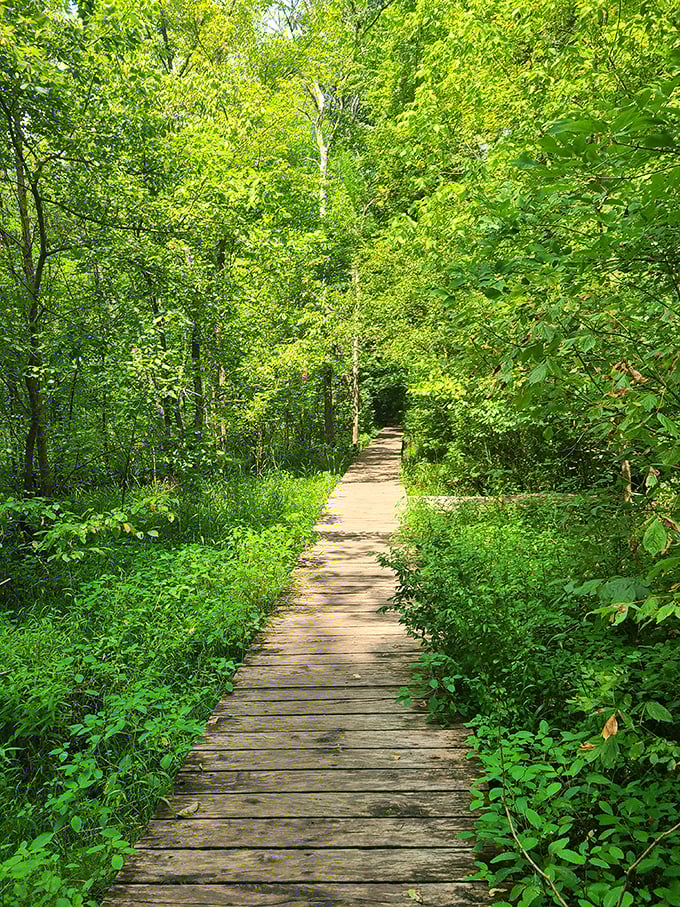 This wooden boardwalk isn't just a path &ndash; it's an invitation to venture deeper into the green embrace without disturbing the delicate ecosystem below.