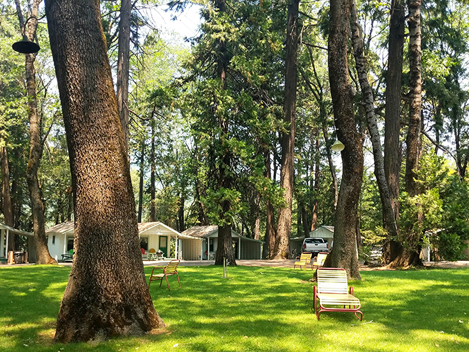 Cave Springs Resort offers tranquility under towering pines. The lawn chairs aren't just sitting there&mdash;they're practically begging you to bring a book.