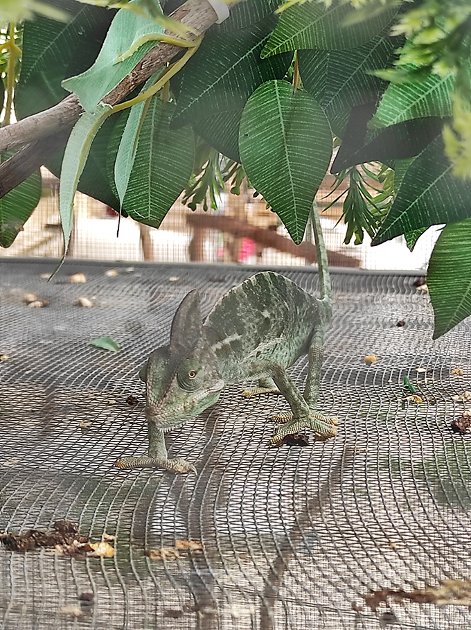 Florida's unofficial welcoming committee &ndash; this chameleon seems to be contemplating whether to blend in or stand out among the market's colorful offerings.