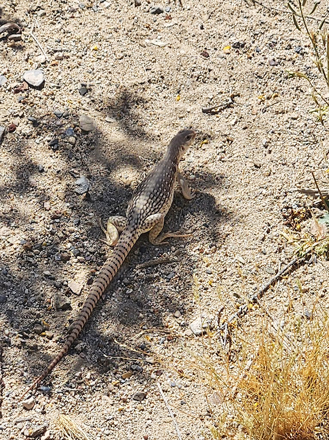 This side-blotched lizard serves as Darwin Falls' unofficial greeter, sunbathing on job while contemplating evolutionary advantages of doing nothing.