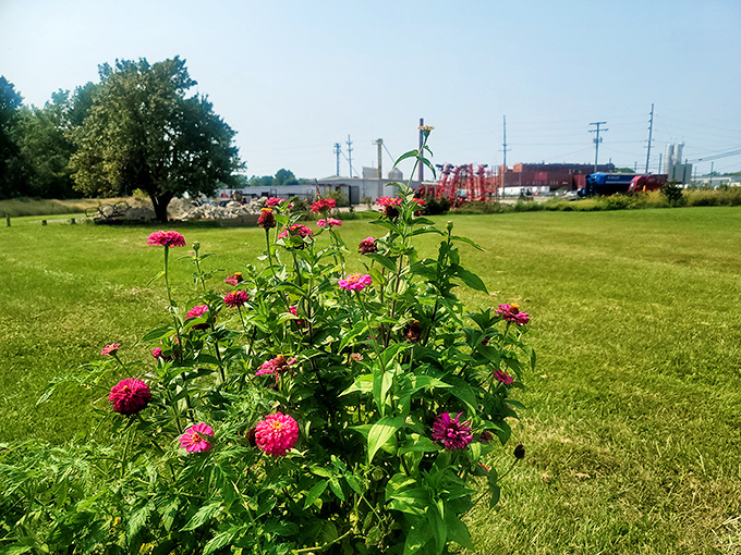 Vibrant zinnias add splashes of color to community green spaces, proving beauty in Fremont doesn't require an extravagant landscaping budget.