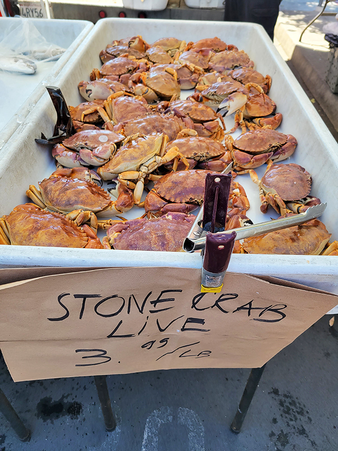 Stone crabs lounging on ice like celebrities at a spa. Seafood doesn't get fresher unless you're wearing flippers.