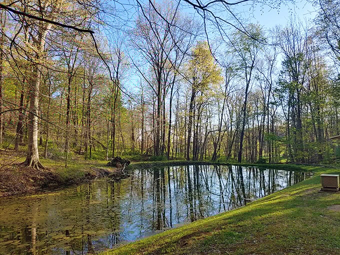 Spring reveals the tranquil beauty of this woodland pond. The perfect spot to contemplate life's big questions or just watch for frogs.