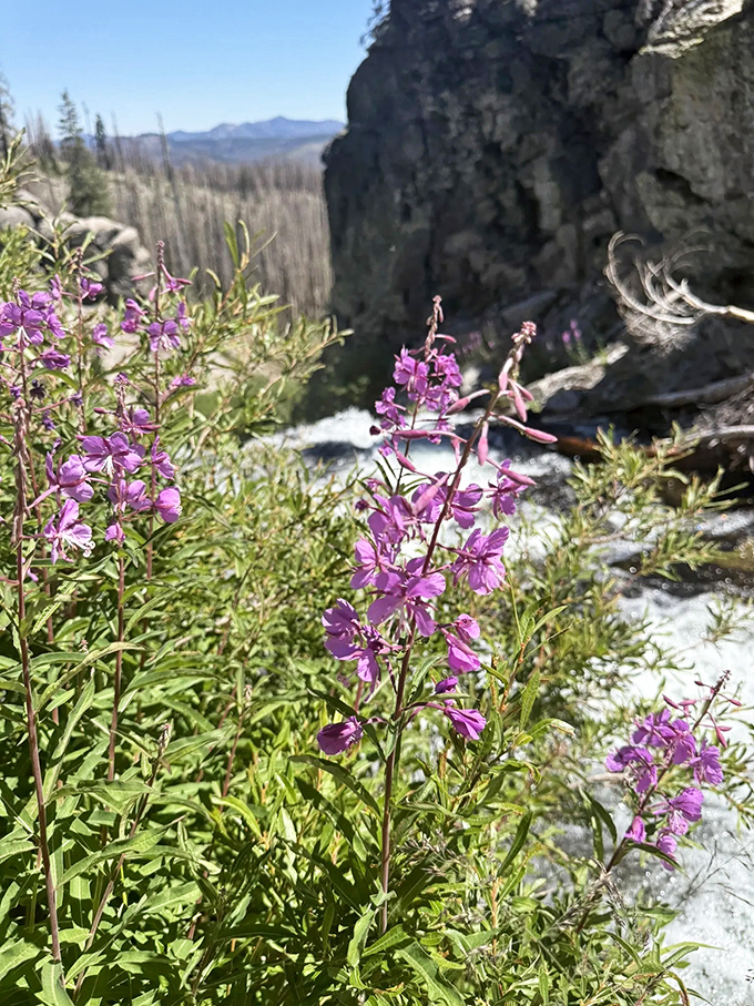 Fireweed living up to its name, painting the waterfall's edge with vibrant purple brushstrokes against the rushing white canvas.
