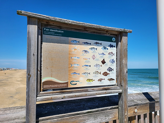 A field guide to "the ones that didn't get away" &ndash; this fish identification board turns casual beachcombers into amateur marine biologists.