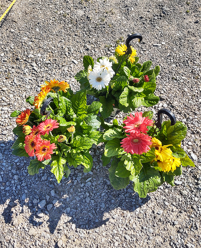 Spring blooms waiting for their forever home. These gerbera daisies bring instant cheer to any space&mdash;nature's mood enhancers.