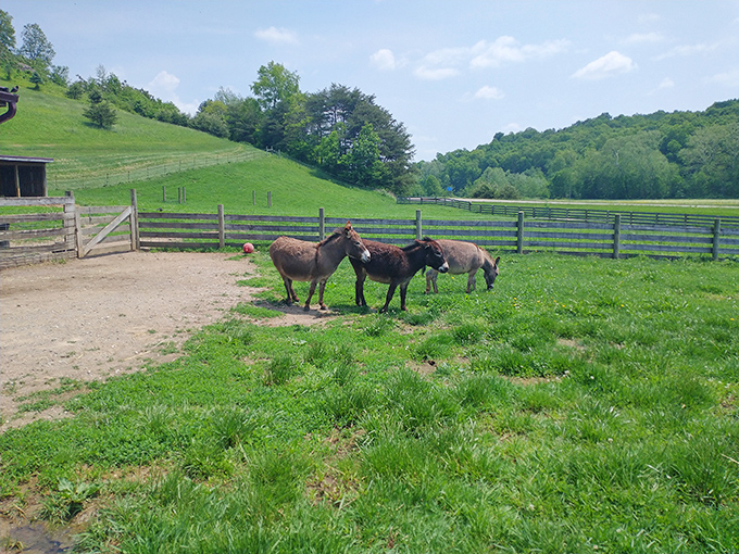 Fox's High Rock Farm brings pastoral peace with gentle donkeys grazing in rolling meadows &ndash; a reminder of Logan's agricultural roots.