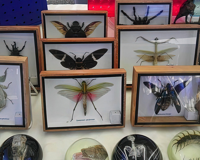 Framed specimens that would make Wes Anderson proud. These preserved insects transform natural science into wall-worthy conversation pieces.