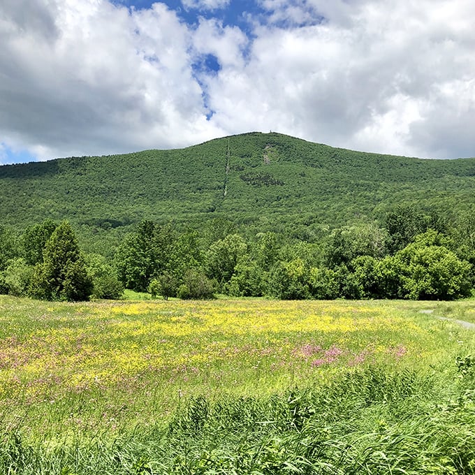 Mount Greylock looms like a gentle green giant, offering wildflower meadows that put expensive botanical gardens to shame. 