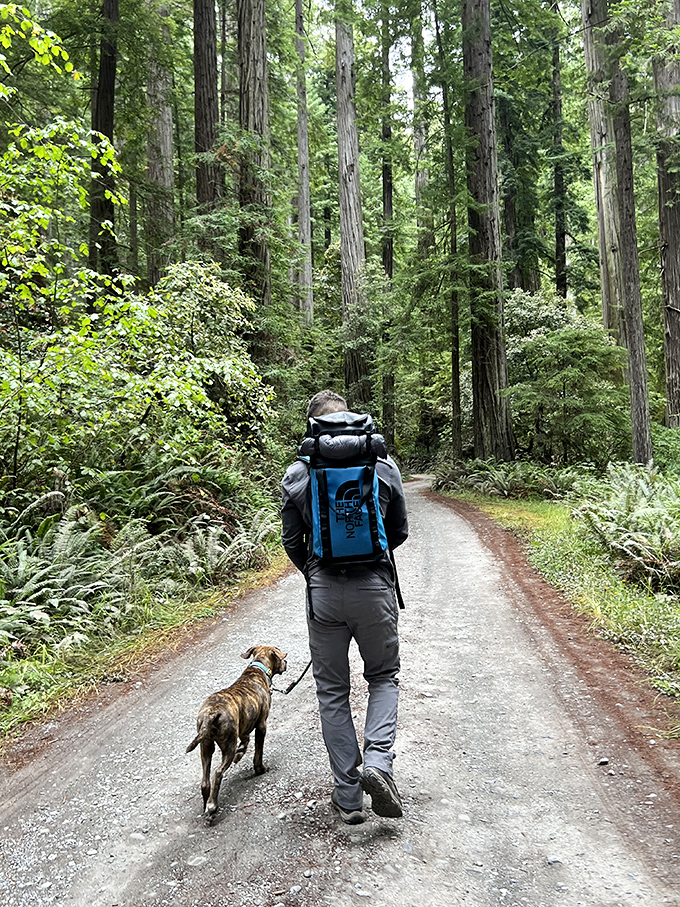 A hiker and faithful companion explore the redwood realm &ndash; proving that the best conversations sometimes happen without saying a word.