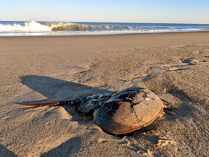 The horseshoe crab&mdash;surviving unchanged since dinosaurs roamed Earth. Talk about commitment to your personal brand.