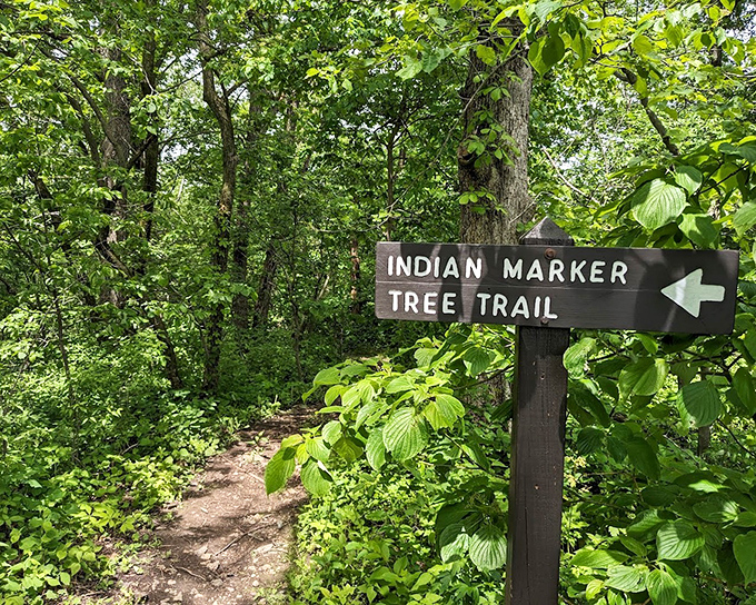 The Indian Marker Tree Trail sign points toward history that's rooted deeper than the forest itself. Nature's living museum awaits.