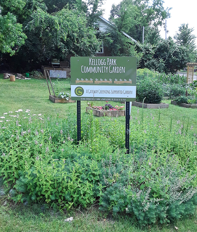The Kellogg Park Community Garden transforms urban space into verdant productivity, where neighbors grow relationships alongside their vegetables and herbs.