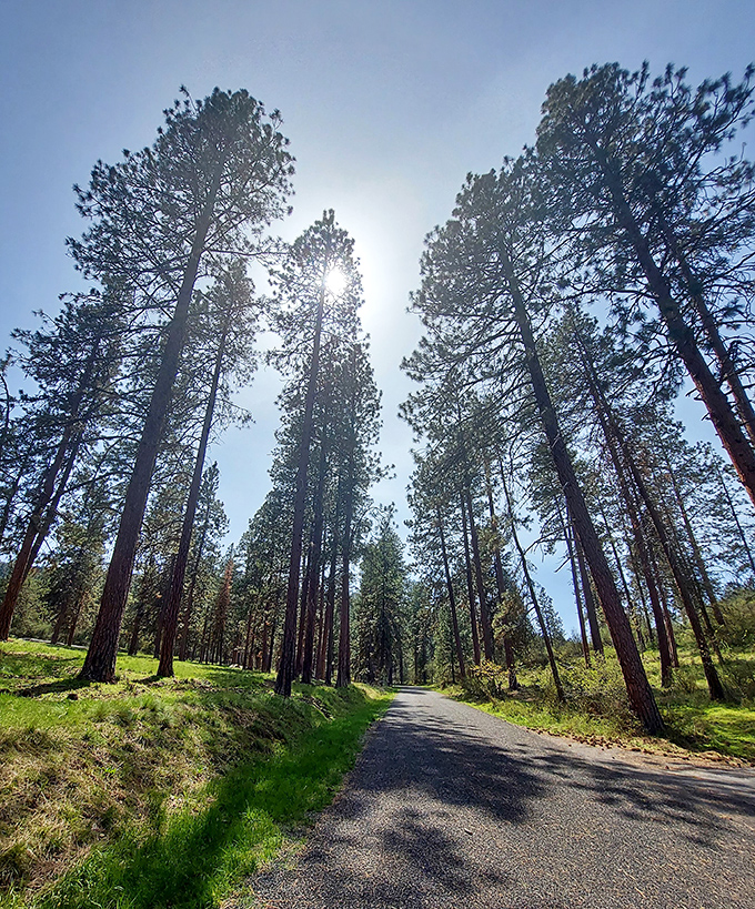 Moore Park's towering pines create a natural cathedral that puts most indoor venues to shame.