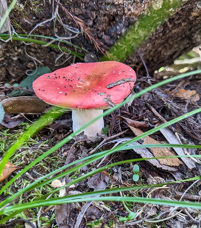 Nature's neon sign &ndash; this vibrant mushroom pops against the forest floor like Mother Nature's version of modern art.