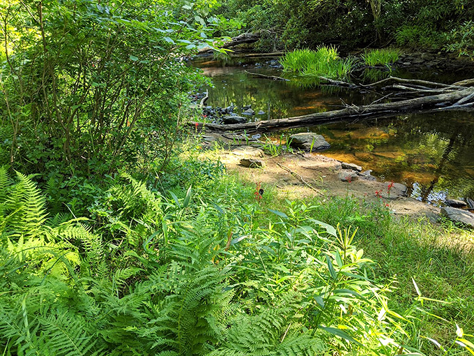 Ferns and filtered sunlight create nature's perfect spa setting. This quiet stream corner whispers secrets only the patient will hear.