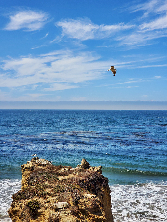 Freedom takes flight over endless blue. El Matador's expansive horizons remind visitors why the Pacific earned its name&mdash;peaceful, vast, and utterly mesmerizing.