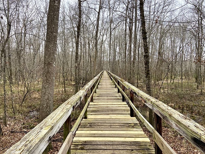 The wooden boardwalk stretches ahead like nature's runway, inviting you to strut your hiking boots through a swamp without the inconvenience of actually slogging through mud.