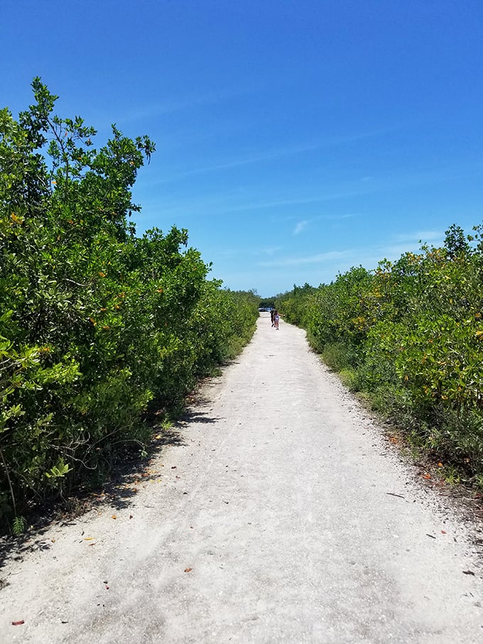 The path less traveled actually exists, and it's this sun-drenched trail cutting through coastal vegetation on Don Pedro Island.