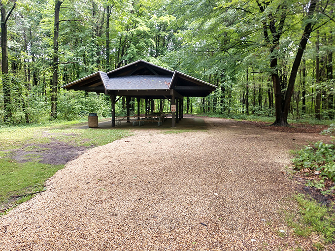 This woodland pavilion has sheltered countless family reunions, where potato salad competitions are fiercer than Olympic trials and everyone leaves with leftovers.