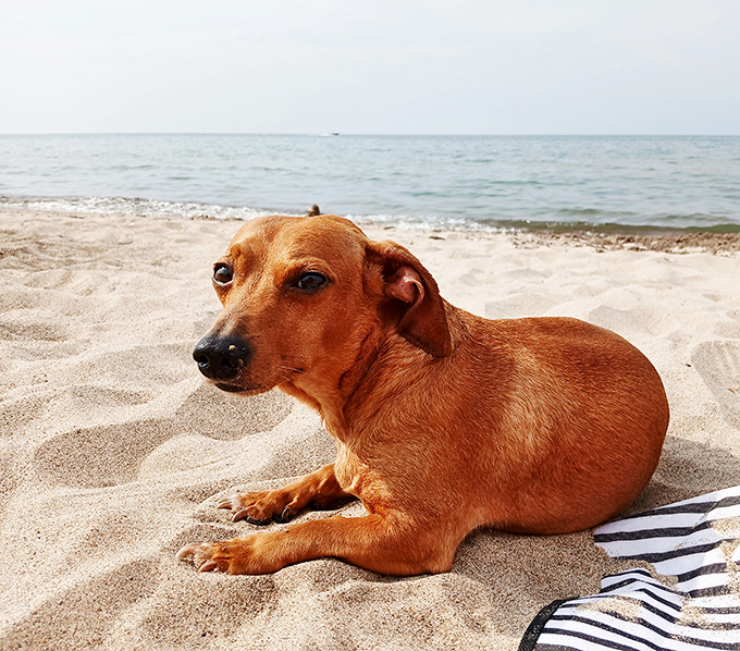 Even dogs know Presque Isle is paradise&mdash;this sandy-pawed vacationer has found the perfect spot for contemplating squirrel chasing and treat opportunities.