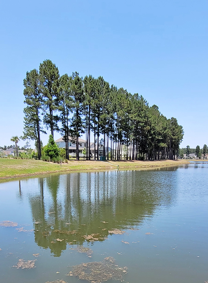 Tall pines reflect in still waters, creating nature's mirror image that's better than any Instagram filter could produce.