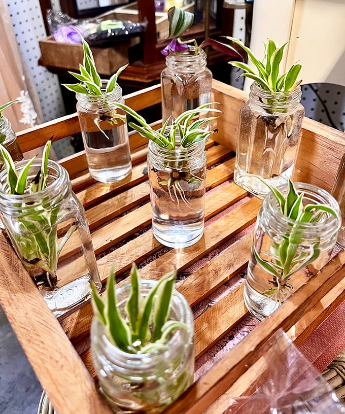 Mason jar gardens &ndash; proof that Tennessee green thumbs can coax life from glass and water with almost magical simplicity.