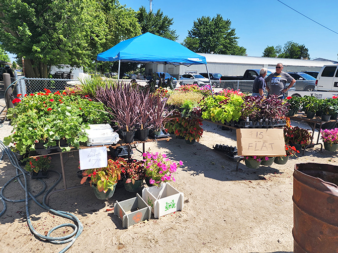 Garden treasures await new homes, with vibrant flowers and plants bringing a splash of living color to the market's treasure trove.