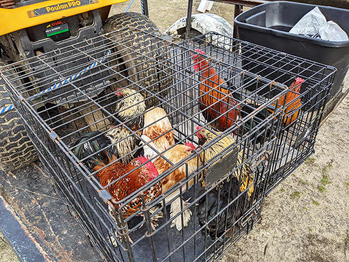 Chickens bringing farmyard ambiance to the market experience. These feathered friends remind you that "fresh" has a whole different meaning here. 