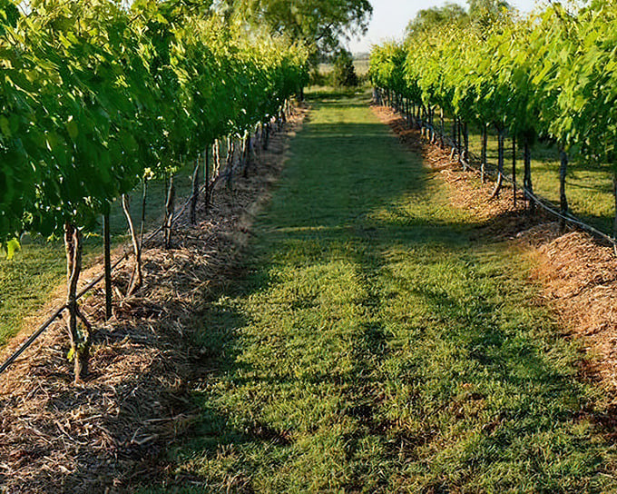 Neat rows of grapevines promise future bottles of Texas wine, proving that good things come to those who wait&mdash;and those who visit Granbury's wineries.