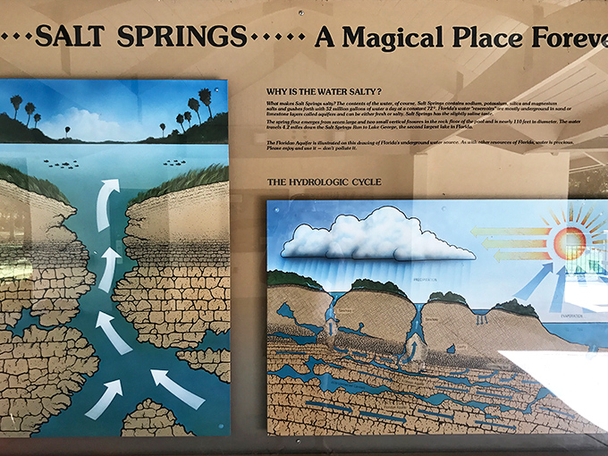 The science behind the springs is fascinating, but nothing compares to experiencing that first refreshing plunge on a hot Florida day.