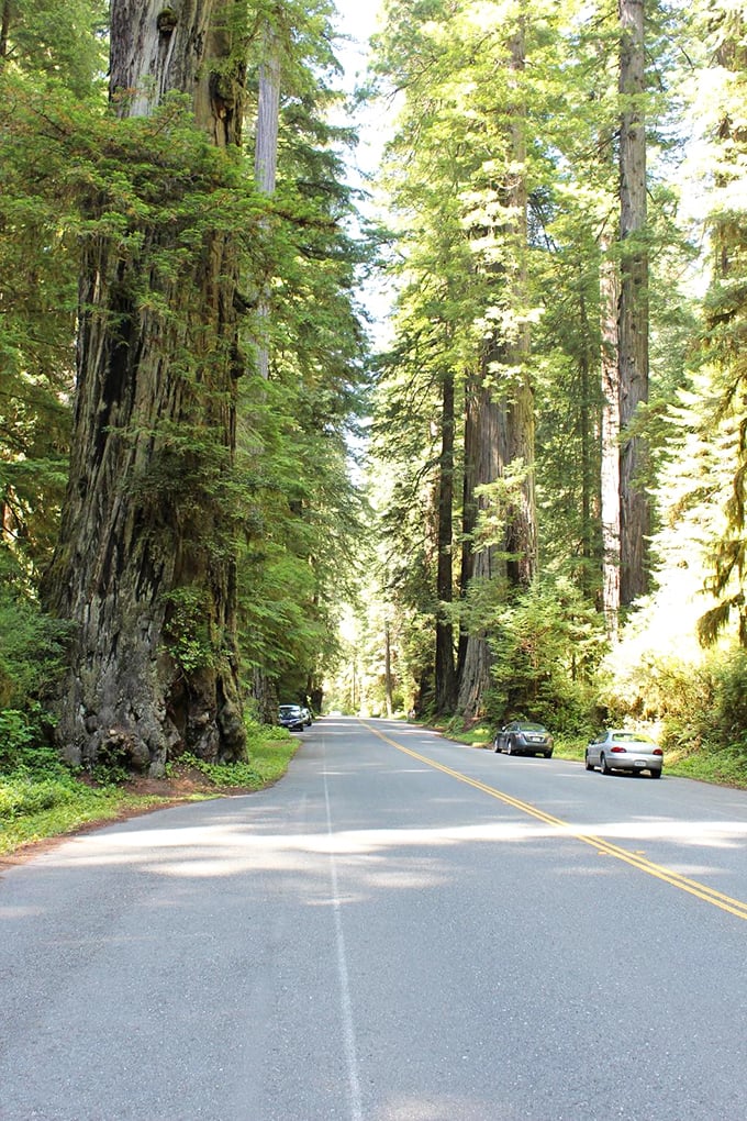 The road curves gently through nature's skyscrapers. No honking horns here – just the occasional call of a Steller's jay.