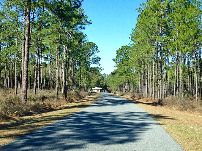 Pine-lined country roads remind you that sometimes the journey truly is the destination. This stretch of asphalt offers a masterclass in the art of unhurried travel.