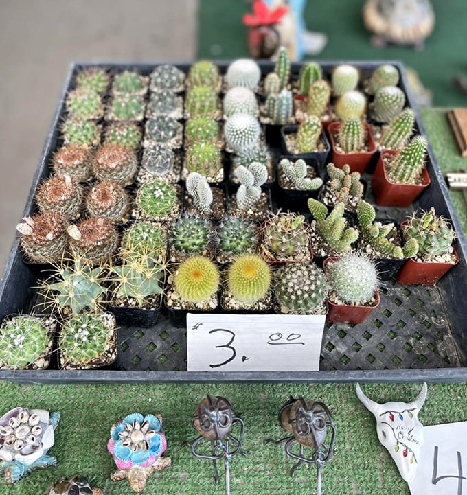 Tiny cacti with tiny price tags&mdash;desert decor that won't drain your wallet or require your constant attention.