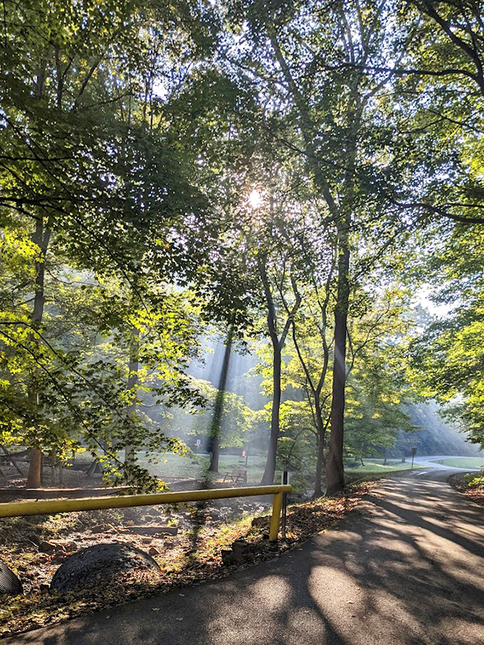 Heaven's spotlights break through the canopy. These divine rays transform an ordinary morning walk into something worthy of a spiritual awakening&mdash;or at least an exceptional Instagram post. 