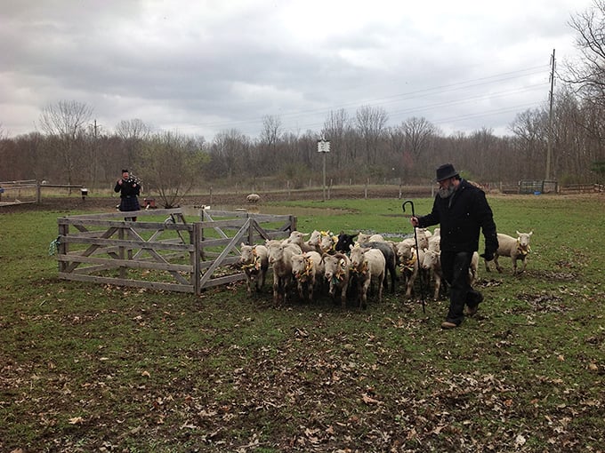 At Spicy Lamb Farm, tradition comes alive as a shepherd and his faithful dog guide their woolly charges across fields that haven't changed in generations.
