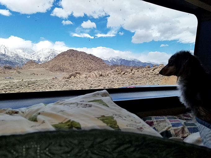 Road trip companions come in all species&mdash;this furry navigator seems just as mesmerized by the view as any human passenger.