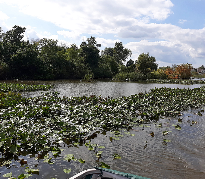 Water lilies create nature's mosaic across Buckeye Lake's surface&mdash;a floating garden that changes with every gentle ripple and breeze.