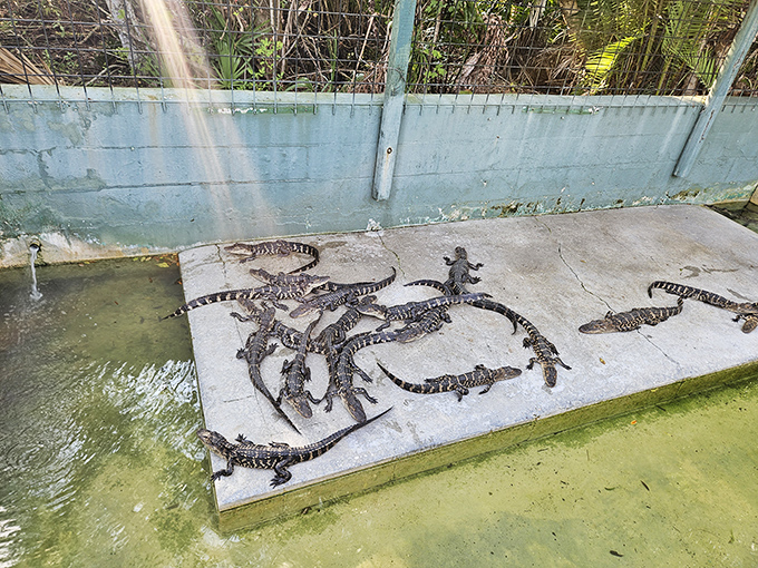 Baby gator daycare looks surprisingly orderly. These junior reptiles are practicing their "looking like a log" technique that will serve them well as adults.