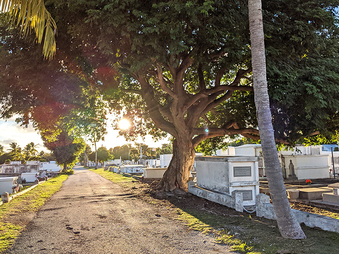 Golden hour transforms this cemetery path into a contemplative journey, where sunlight filters through ancient trees like nature's own memorial lamp.
