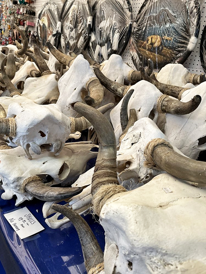 A collection of bleached skulls offers a macabre yet fascinating glimpse into desert life. Like a Georgia O'Keeffe painting come to three-dimensional life.