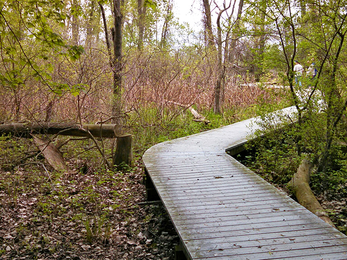 This humble boardwalk through spring wetlands might not look Instagram-famous, but it delivers front-row seats to nature's most exclusive performances.