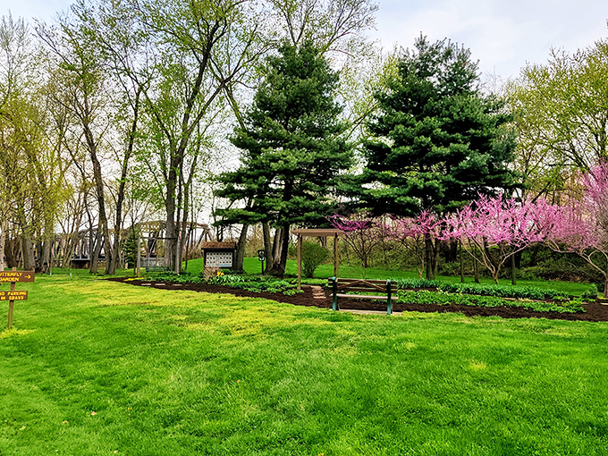 Spring announces itself with a burst of redbud blossoms, creating a perfect backdrop for contemplative moments on park benches.