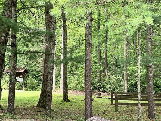 Tall pines stand sentinel around this peaceful clearing, offering the kind of tranquility that expensive meditation retreats charge thousands for.