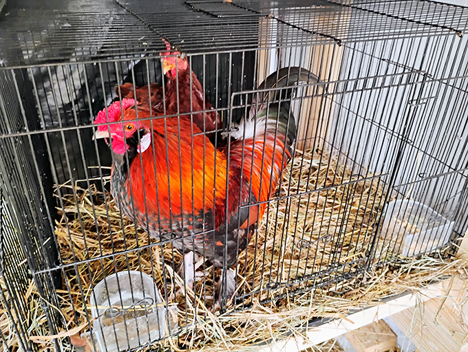 This magnificent rooster isn't just posing&mdash;he's auditioning for the role of "Most Photogenic Barnyard Celebrity" and absolutely nailing it.