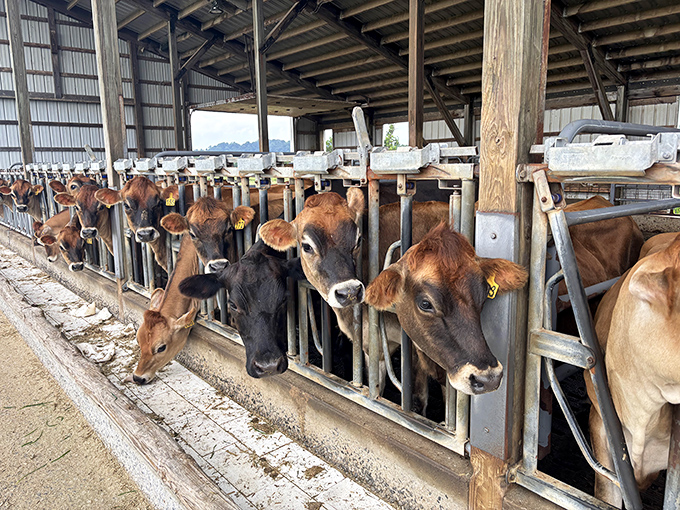 Meet the ladies responsible for your ice cream bliss&mdash;Jersey cows whose rich milk creates that unmistakable creamy texture.