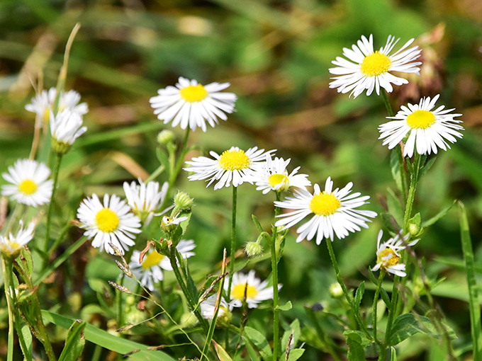 Nature's confetti &ndash; wild daisies dot the landscape with cheerful white and yellow faces throughout warmer months.